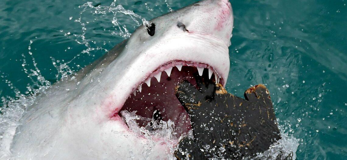 Watch Amazing Video Of Real Life 'Sharkcano'