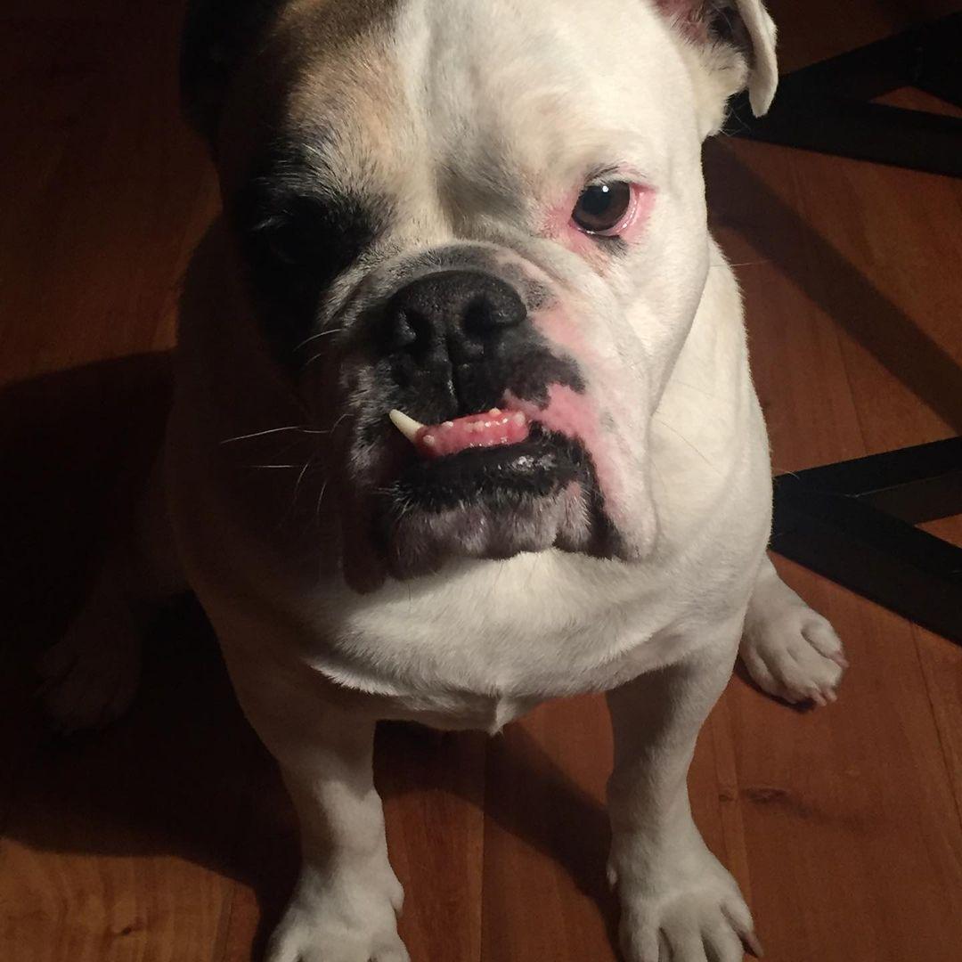 Kid Cudi Is A 'Complete Mess' After Death Of His Pet Bulldog, Freshie