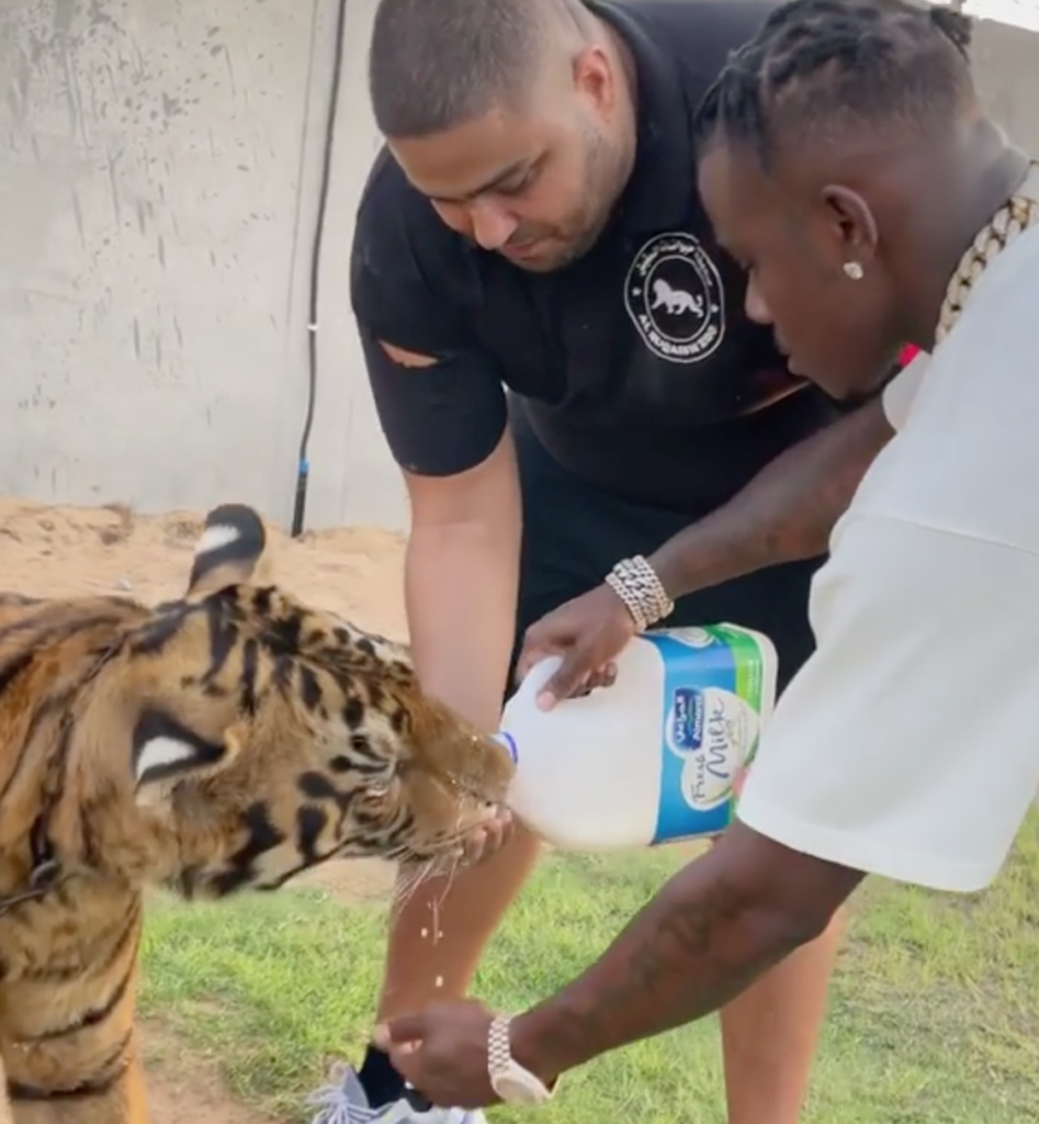 Rapper DaBaby Bottle Feeds Massive Tigers, 'I'm The Real Tiger King!'