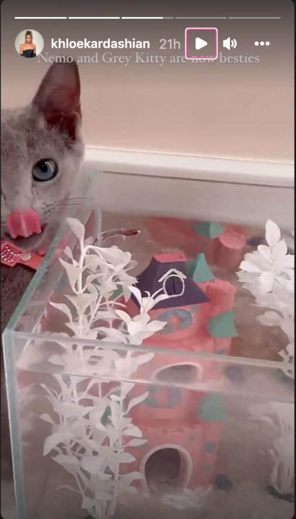 Khloe Kardashian's Cat Gets Dangerously Close To Eating Pet Fish!