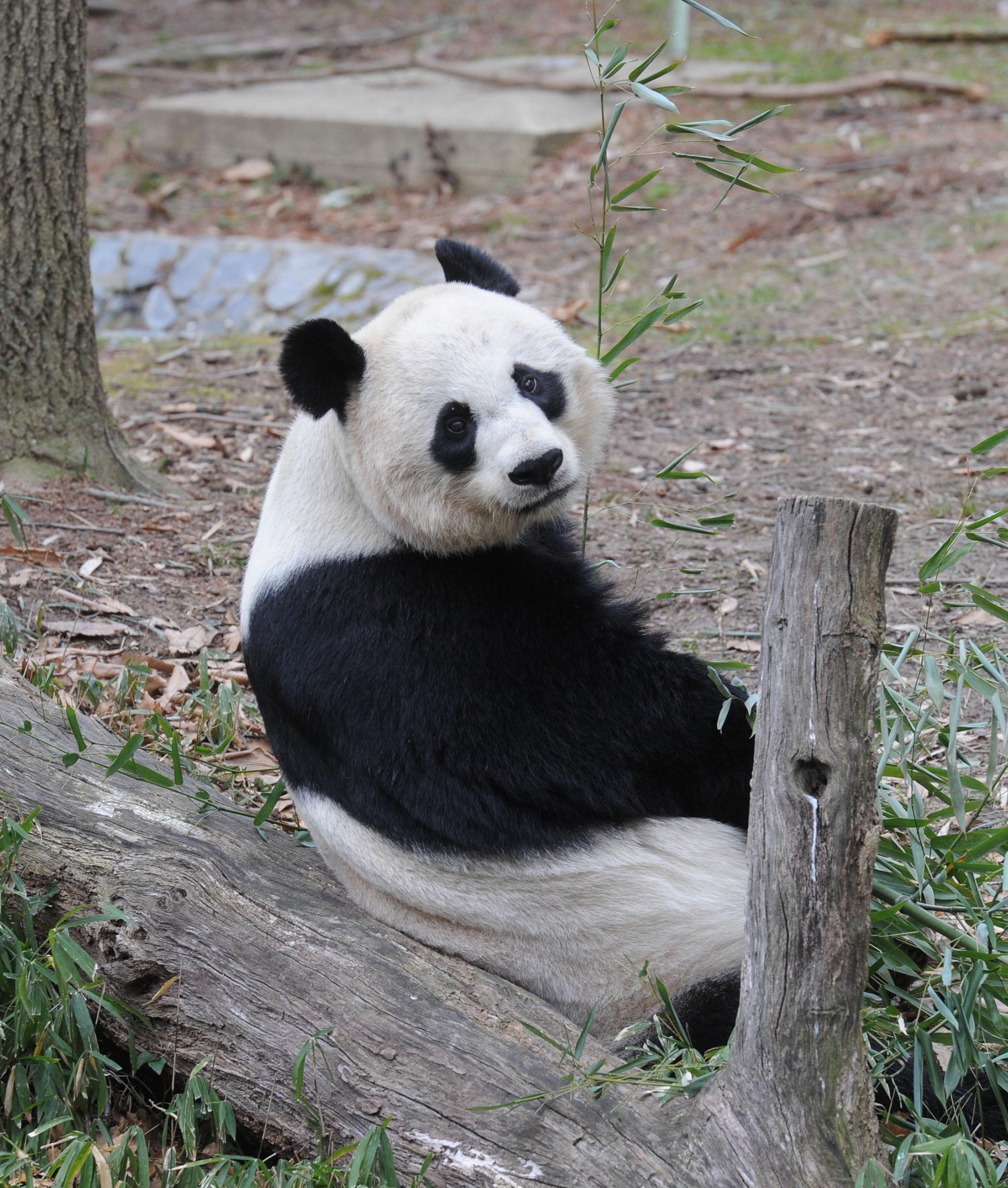 Smithsonian National Zoo Is Celebrating 50 Years Of Pandas!