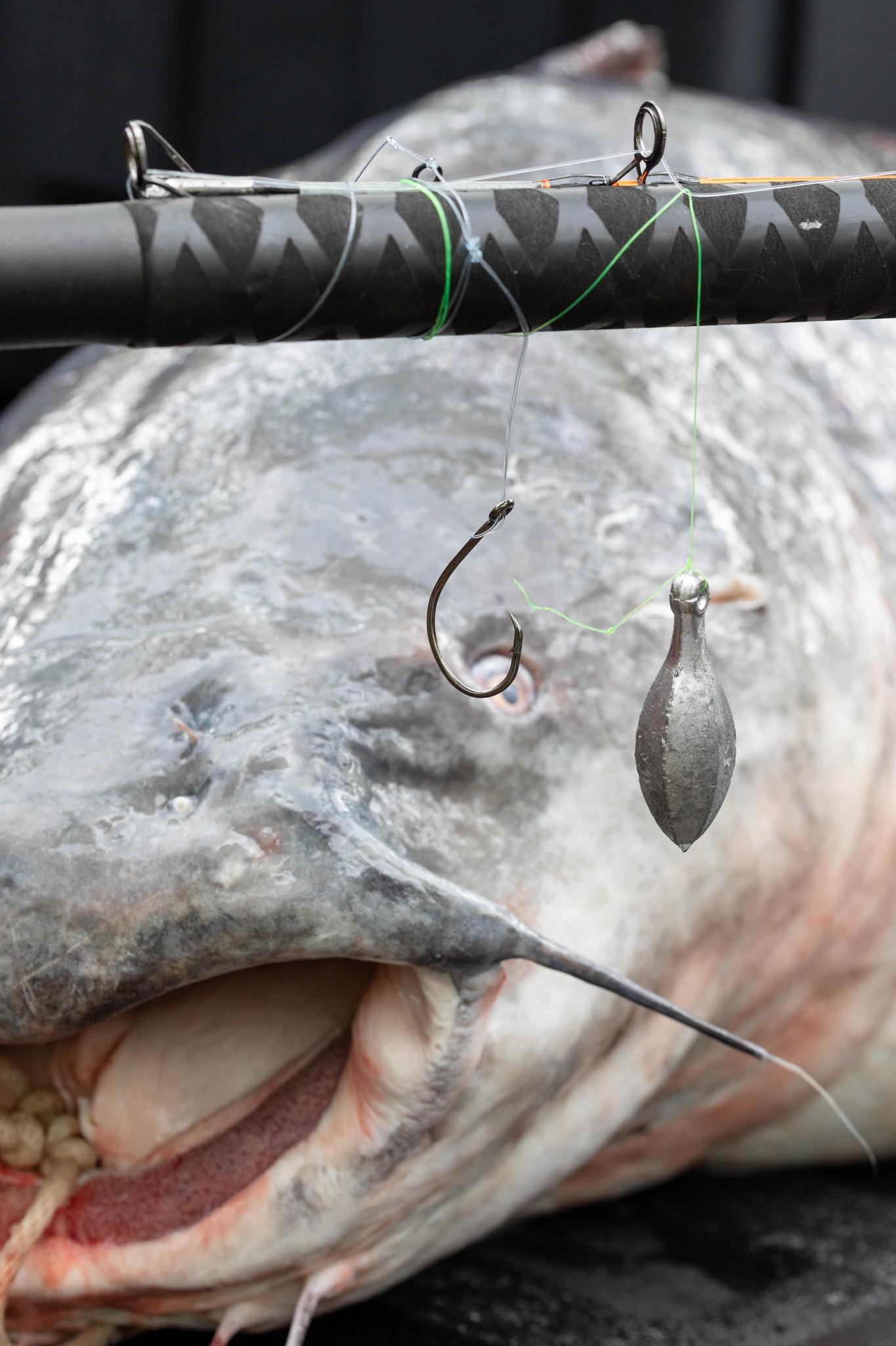 Man Spends 40 Minutes Catching Record-Breaking 131 Pound Fish