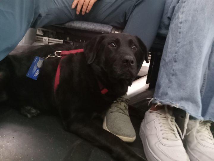 Beloved Seattle Pup Who Rode Bus Alone To Dog Park Has Died