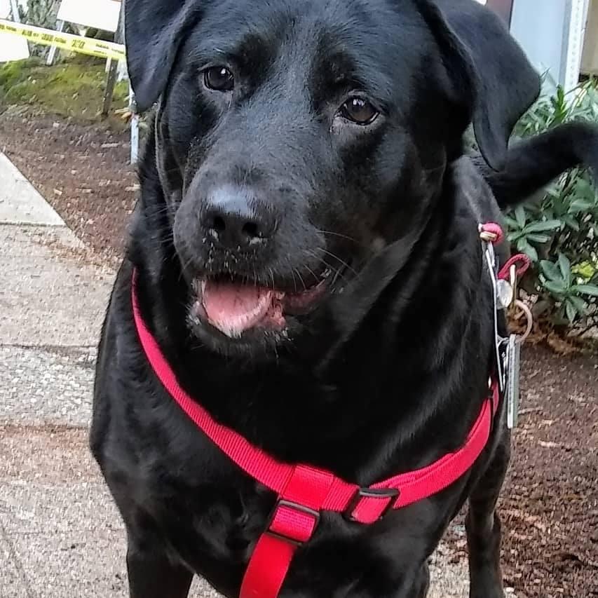 Beloved Seattle Pup Who Rode Bus Alone To Dog Park Has Died