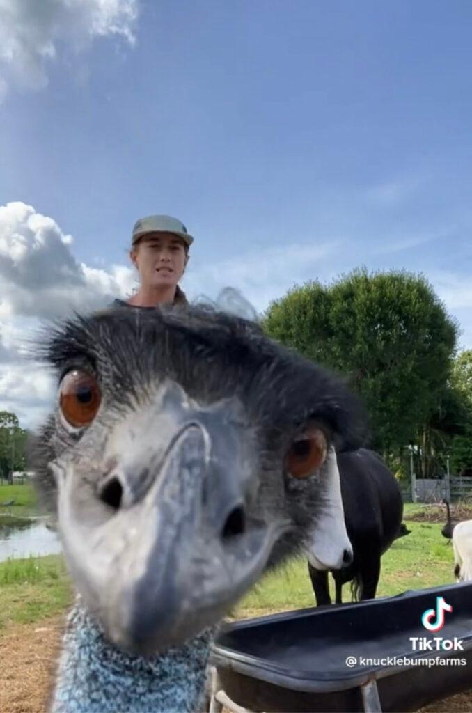 Emmanuel, The TikTok Famous Emu, Recovering From Avian Flu