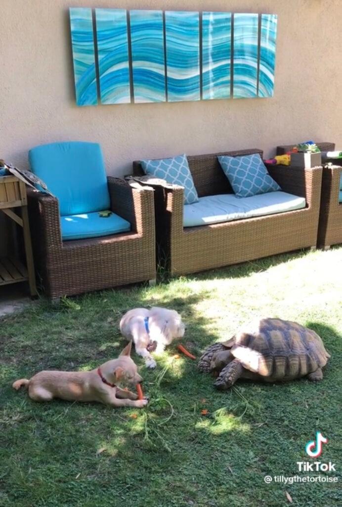 The Unlikely Love Story Of Tilly G And Skippy