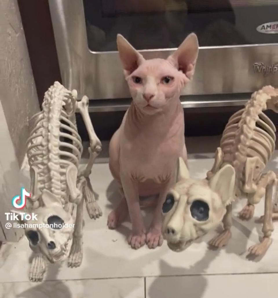 Nudacris The Sphynx Is An Entertaining Naked Feline Menace!