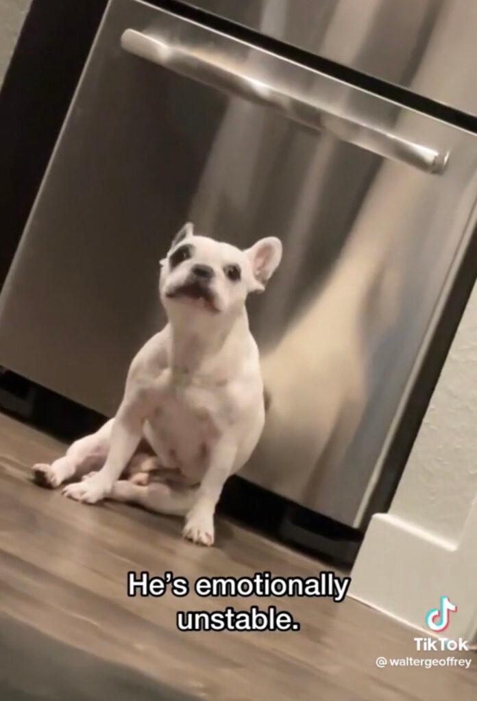 Popular TikTok Pup Walter Geoffrey Loves To Be Dramatic!