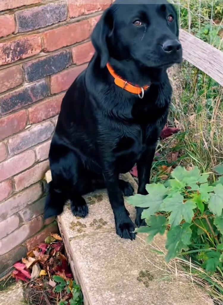 English Actor Jules Knight's Pup Is Sad And TikTok Is Concerned