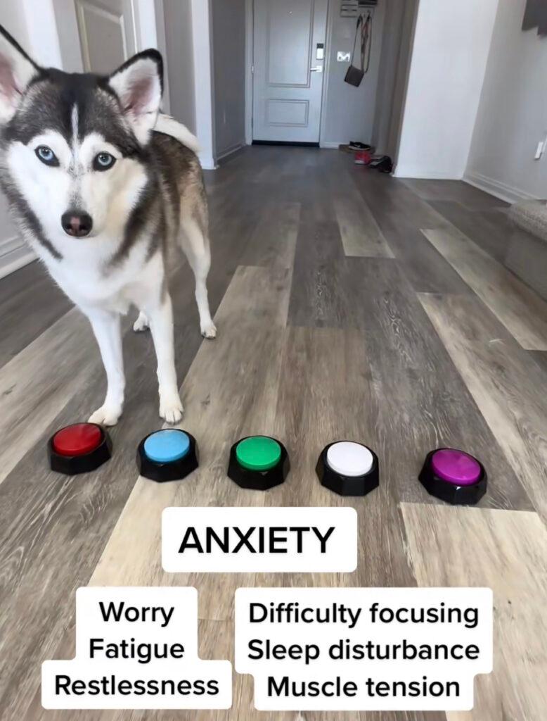 This Famous Pomsky Advocates For Mental Health Awareness