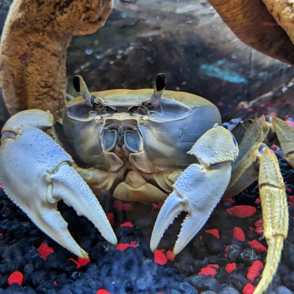 Howie The Crab's Mom Shares Details About Her Upcoming Molt And More!