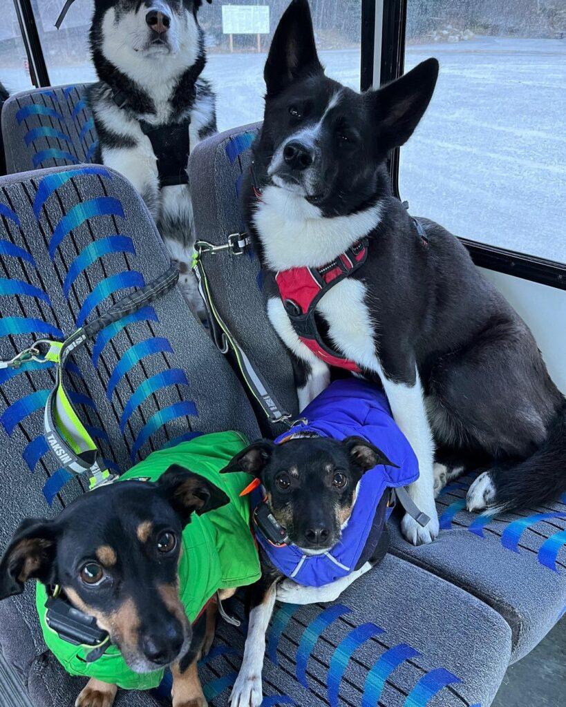 Dog Walkers In Alaska Have A Unique Way Of Picking Up Pups!