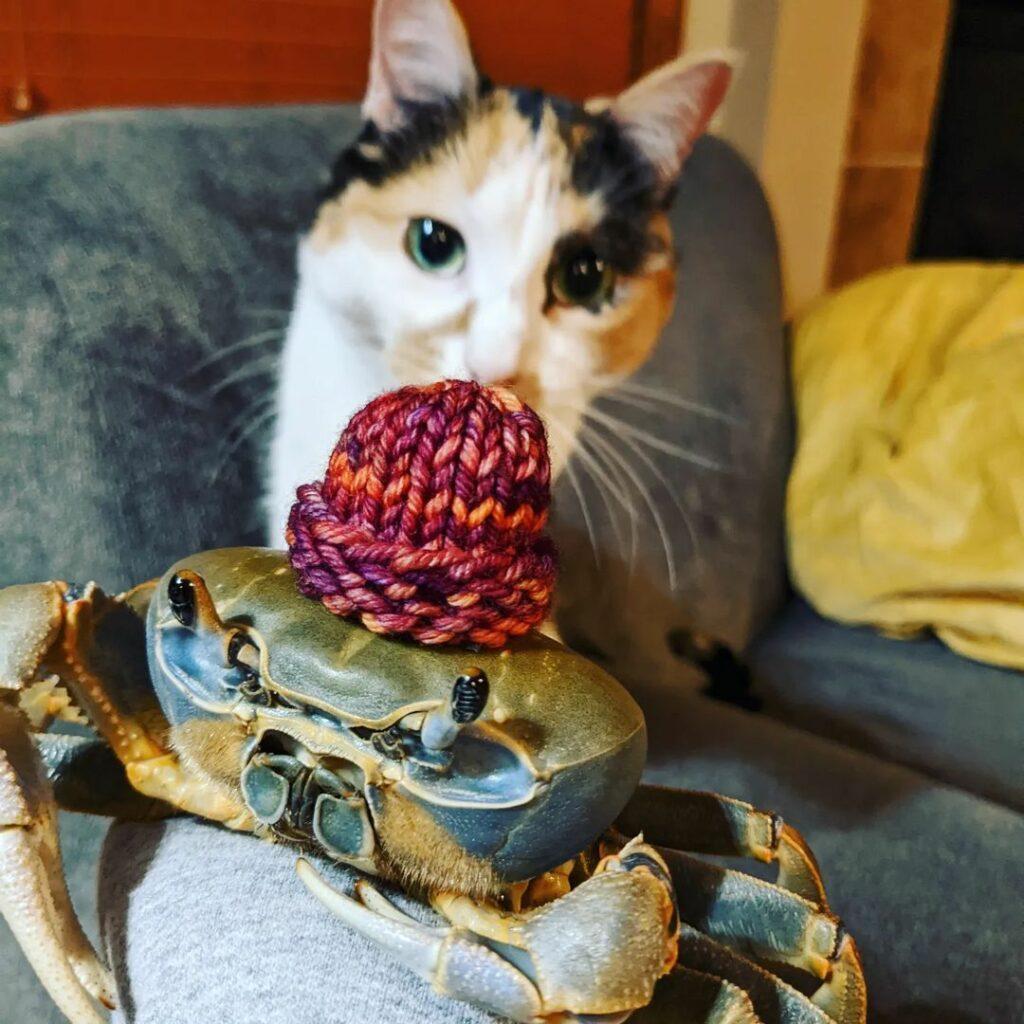 Howie The Crab Still Hasn't Molted But Is 'Lively And Receptive'