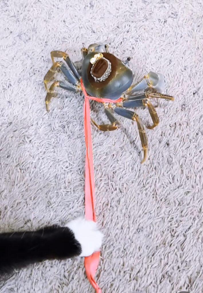 After Tough Molt, Howie The Crab Is Back To Her Normal Life!