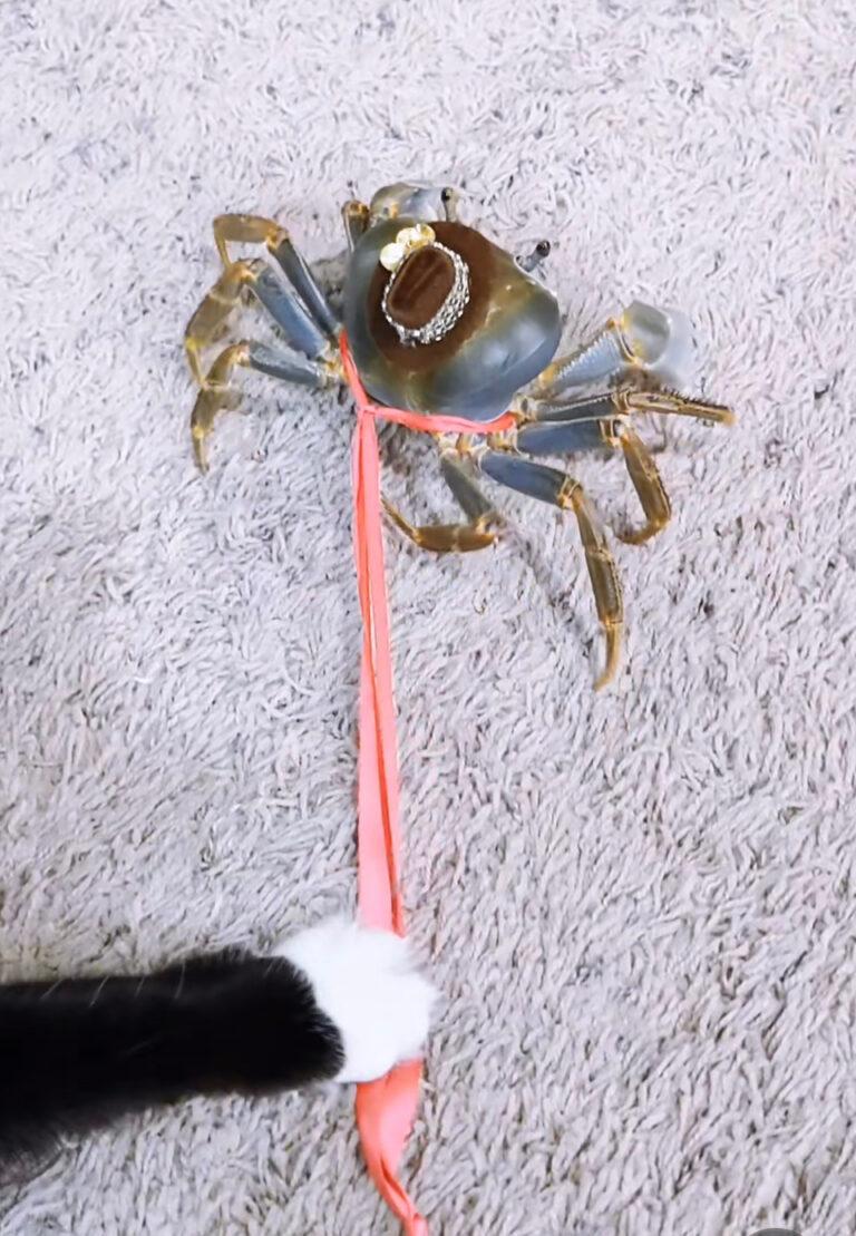 After Tough Molt, Howie The Crab Is Back To Her Normal Life!