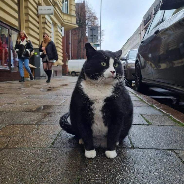 A Cat Is Rated Five Stars On Google Maps