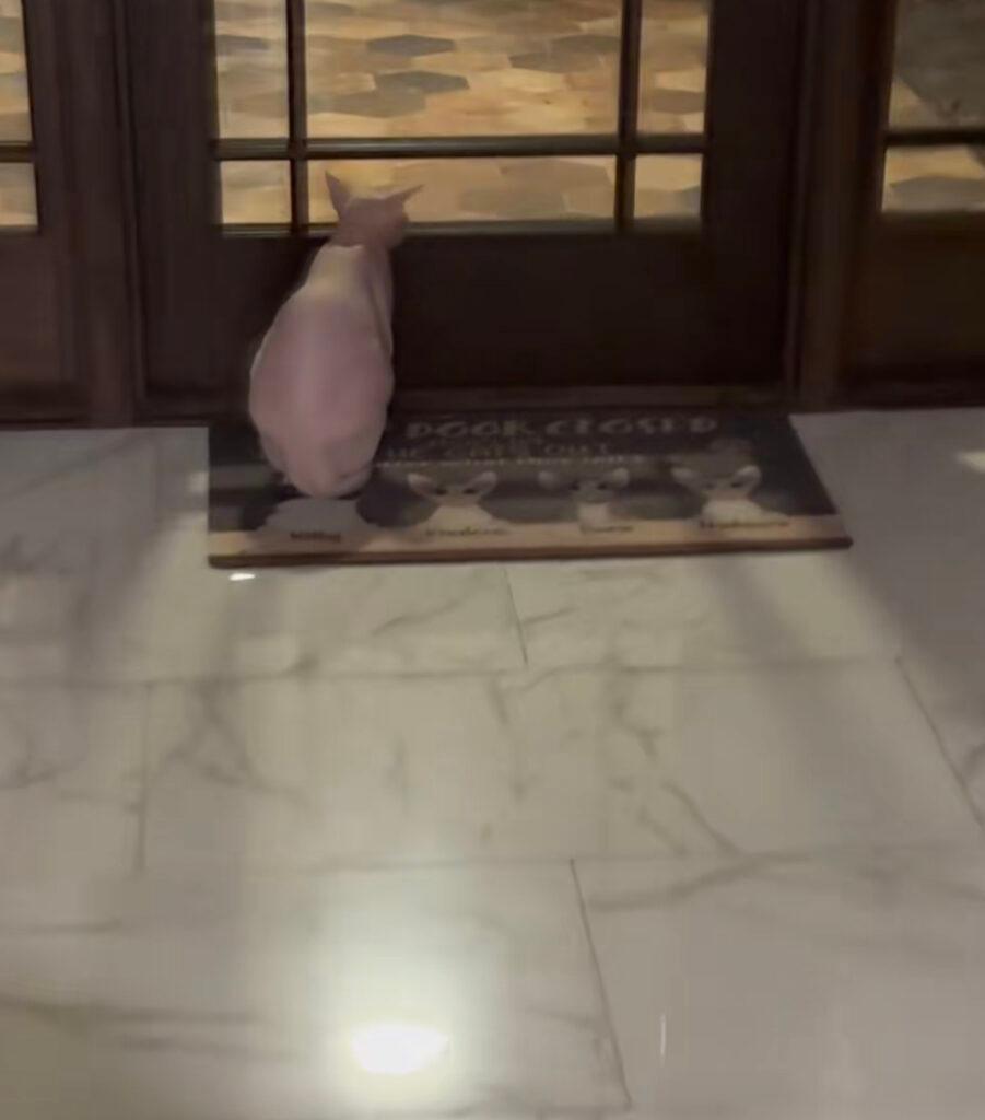 Nudacris Becomes The Night Guard Of The House When He Sees An Animal ...