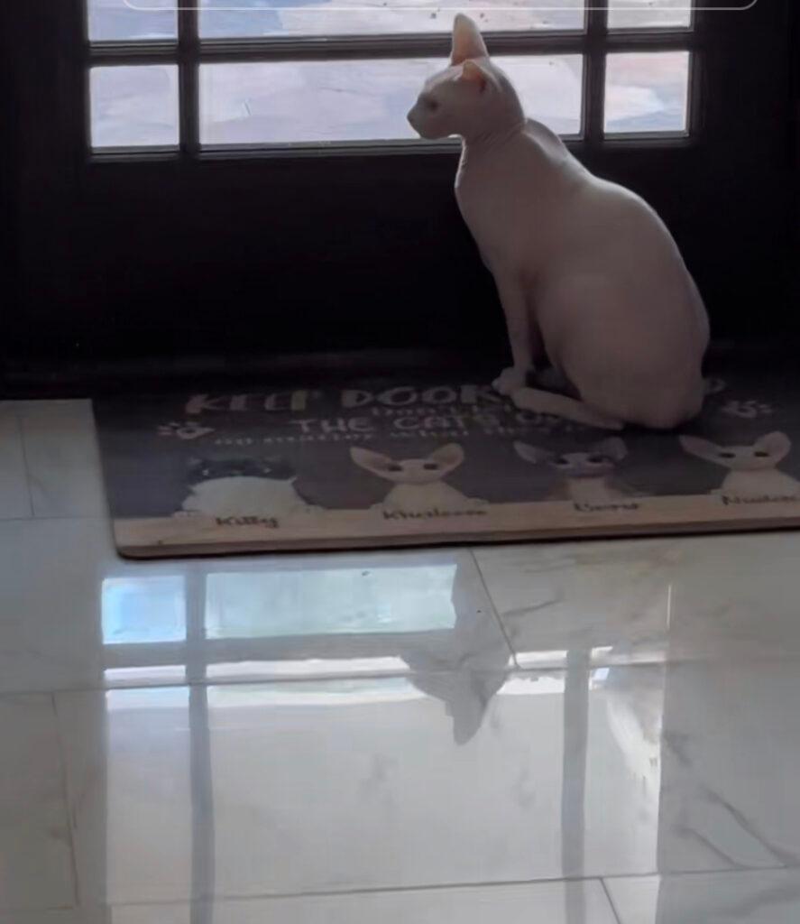 Nudacris Becomes The Night Guard Of The House When He Sees An Animal ...