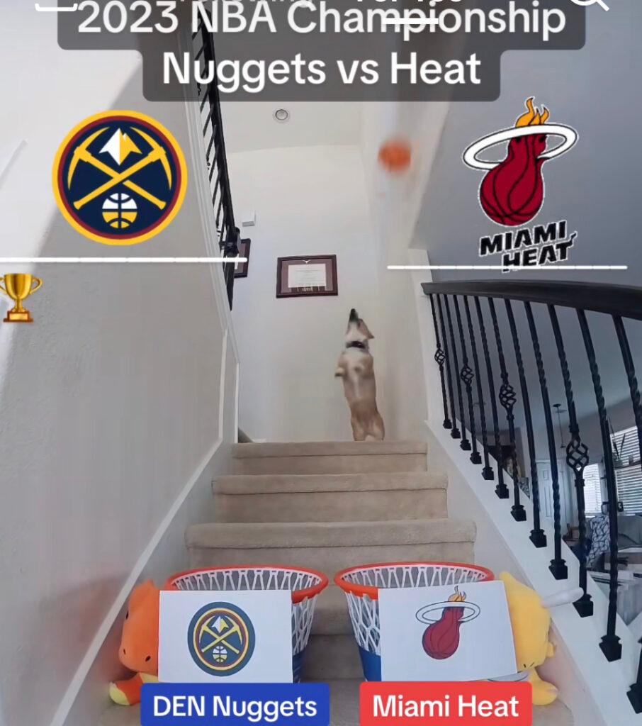 Will The Corgi Be Right This Time? See Her NBA Finals Prediction Here!