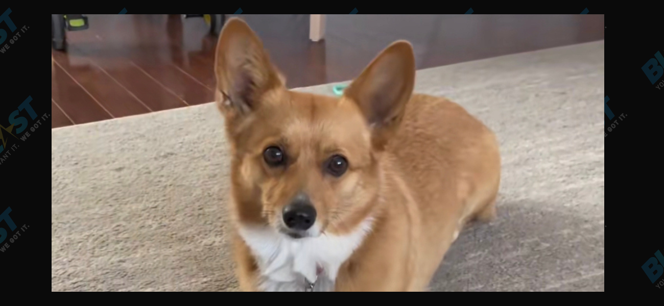 Basketball Came Naturally To Lilo The TikTok Famous Corgi