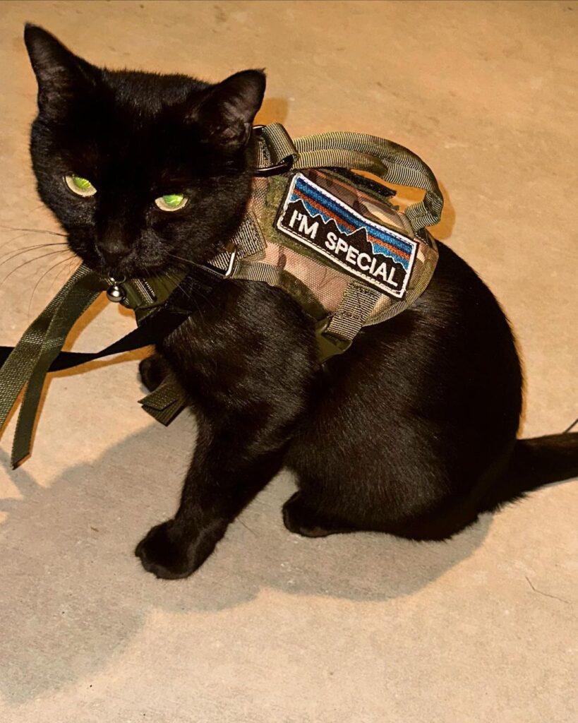 Fans Of NBA YoungBoy Are Concerned After Seeing His Cat's IG Post