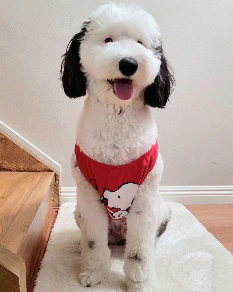 Bayley The Sheepadoodle Celebrated Snoopy's Birthday With Snoopy!