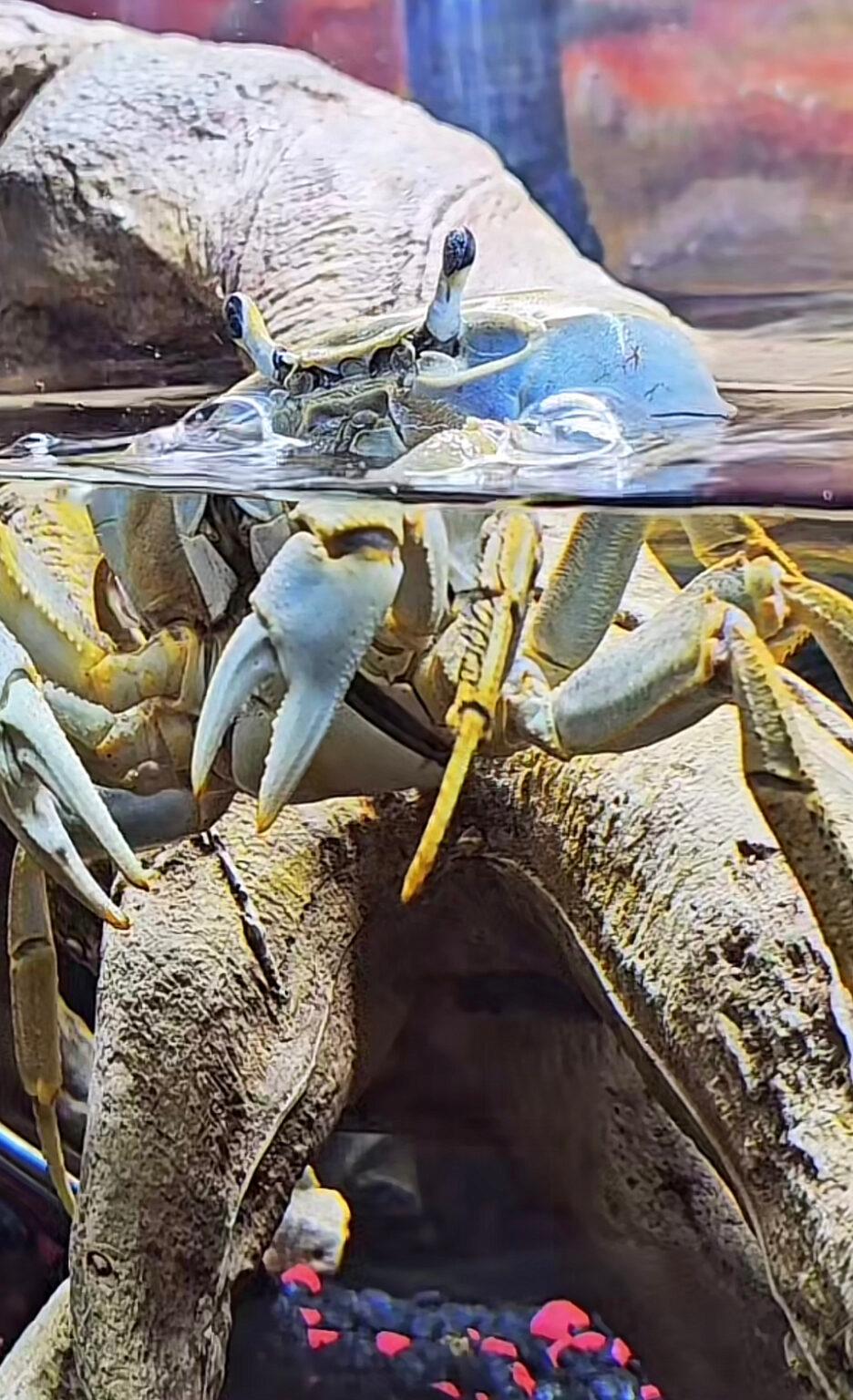 Howie The Crab Molted As 29,000 Fans Watched Live!