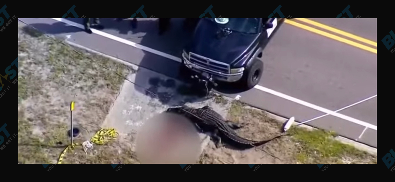 Alligator With Body In Mouth: Should It Have Been Killed?