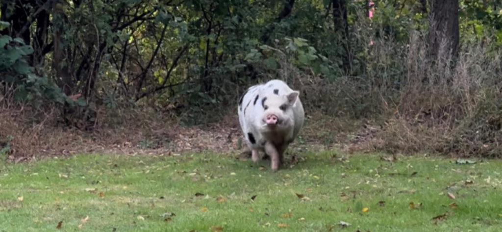 Runaway Pig Named Kevin Bacon Is No Longer 'Footloose': 'He's Home'