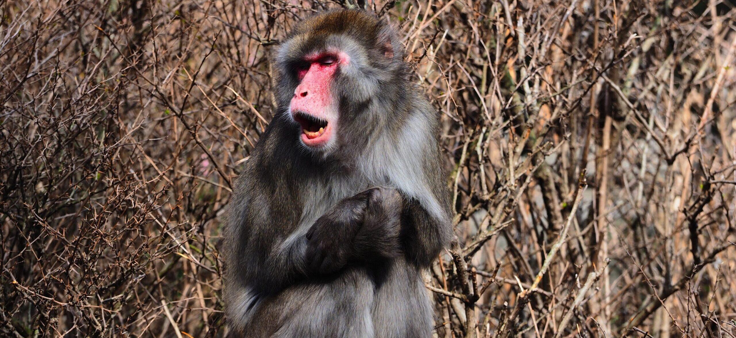 Monkey 'Rips Out' 10-Year-Old Boy's Intestines During Fatal Attack