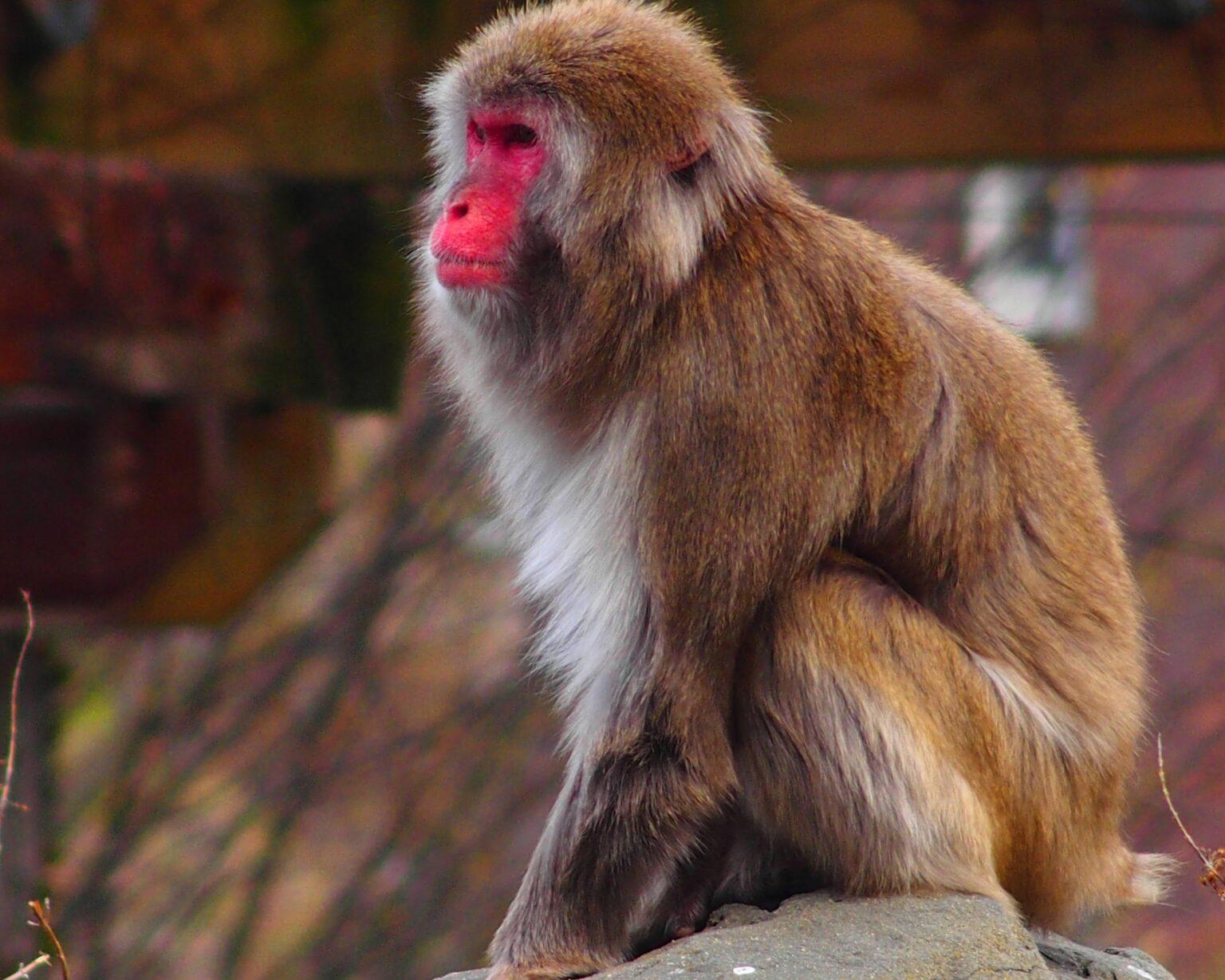 Monkey 'Rips Out' 10-Year-Old Boy's Intestines During Fatal Attack