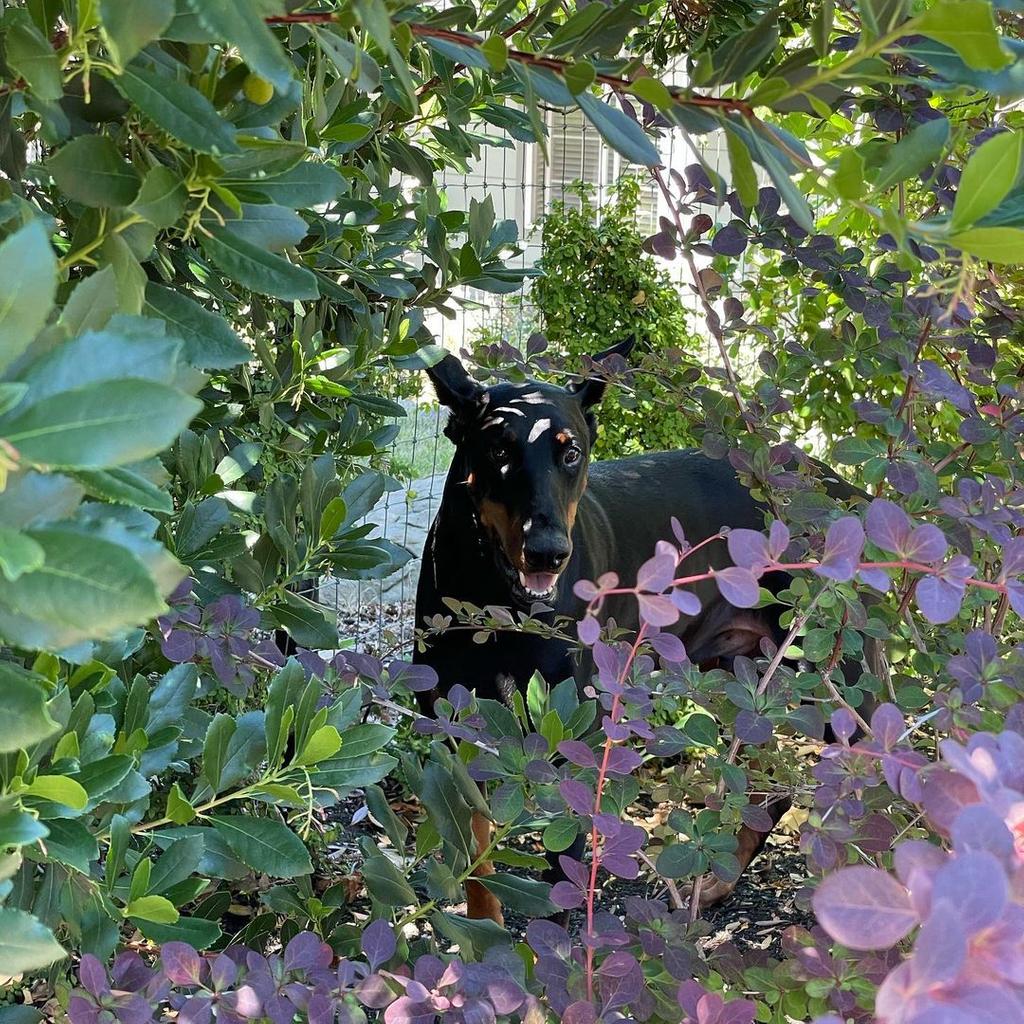 The Weeknd And His Doberman Are Giving Extreme Cat Daddy Vibes!