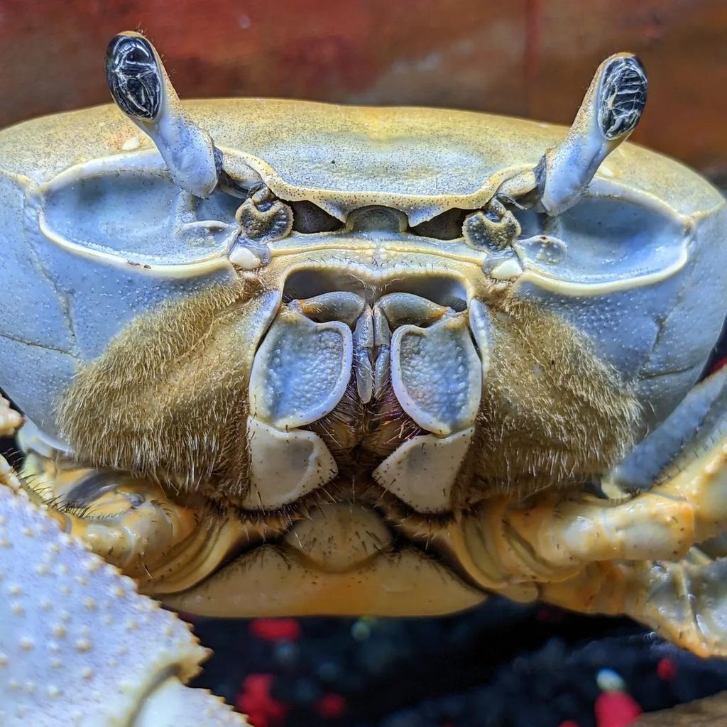 Howie The Crab Still Hasn't Molted But Is 'Lively And Receptive'