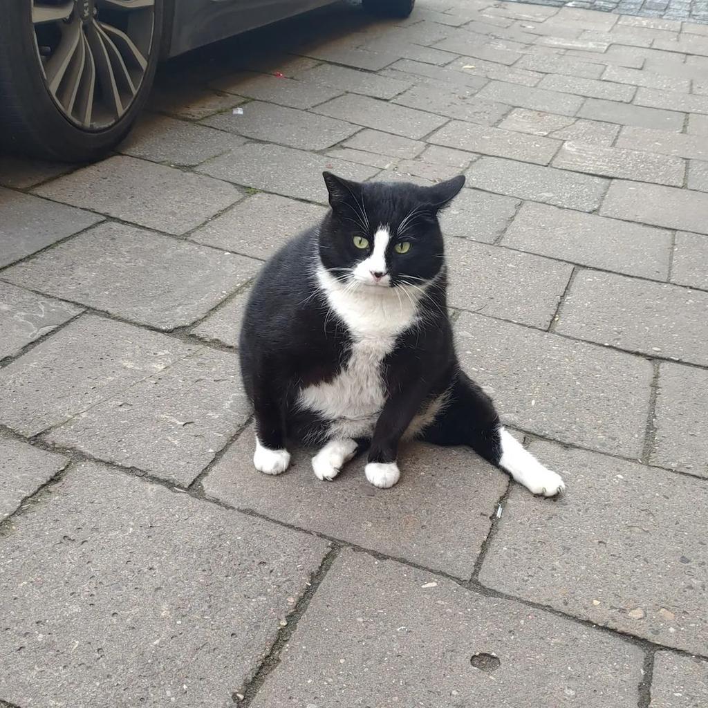 A Cat Is Rated Five Stars On Google Maps