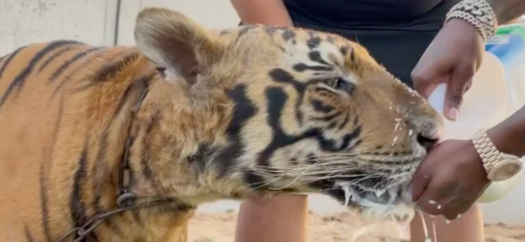 Rapper DaBaby Bottle Feeds Massive Tigers, 'I'm The Real Tiger King!'