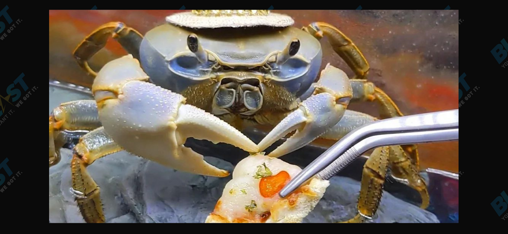 Howie the Crab Hasn't Molted But TikTokers Won't Give Up Hope!