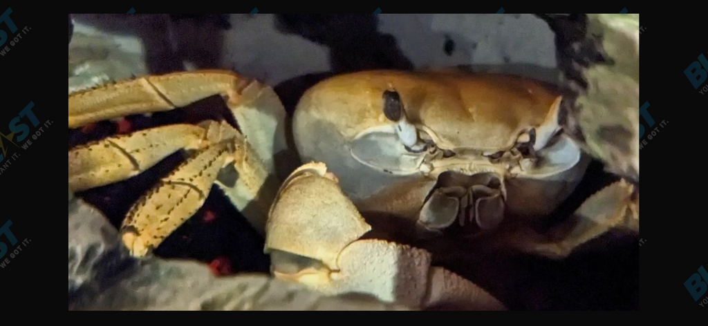 Howie The Crab Has 'Promising News' During Her Tough Molt