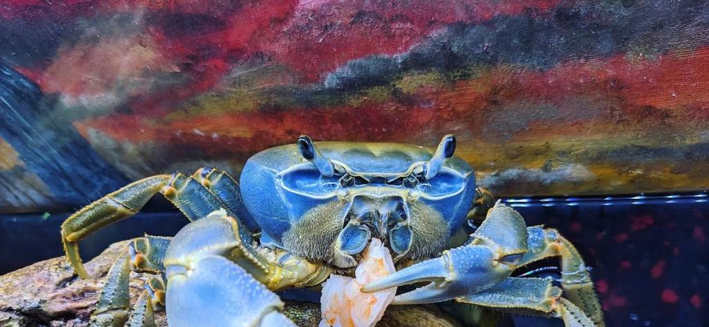 After Tough Molt, Howie The Crab Is Back To Her Normal Life!