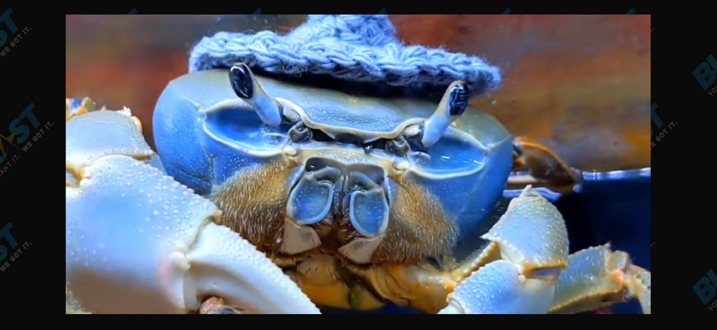 Howie The Crab's Mom Has An Important Message For Fans!