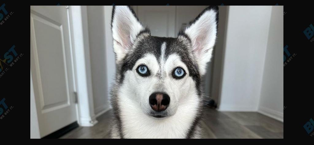 Sapphie The Talking Dog Had An Exciting Message For Her Dad!