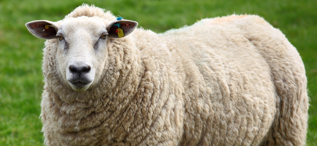 Sheep Gets Rescued By Farmers After 2 Years Living At The Bottom Of Cliff