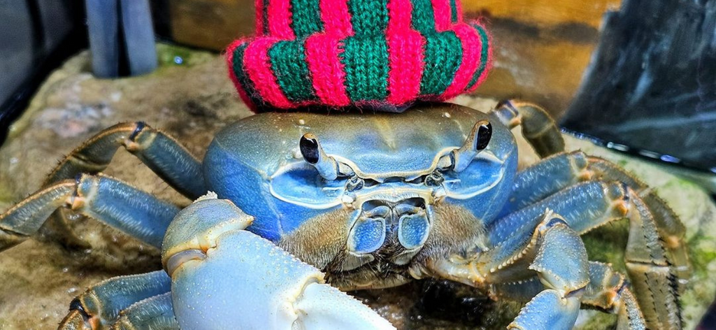 Howie The Crab's Mom Advocates For Pets After Being Told To Set Howie Free!