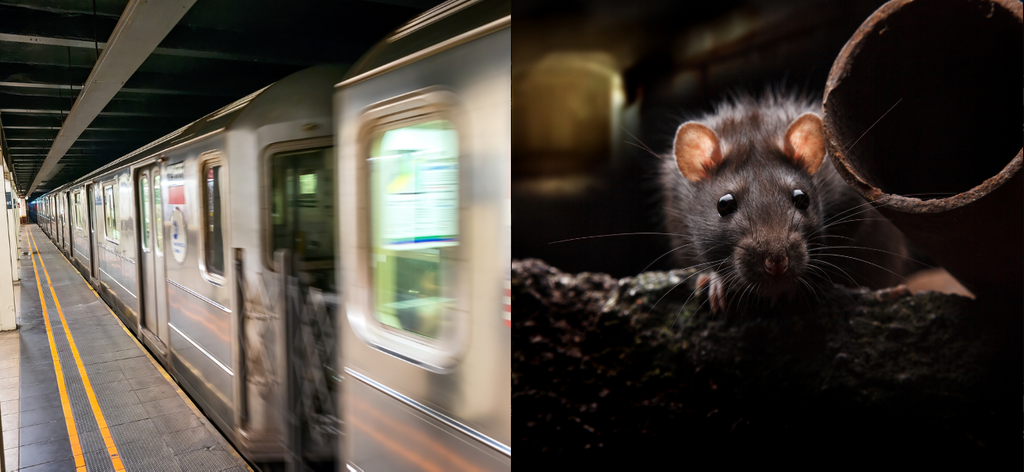 Dozen Of Rats Run Out Of A Homeless Man’s Blanket In NYC Subway [VIDEO]
