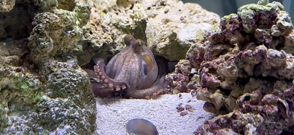 Terrance The Octopus Has TikTokers Diving In For Updates!