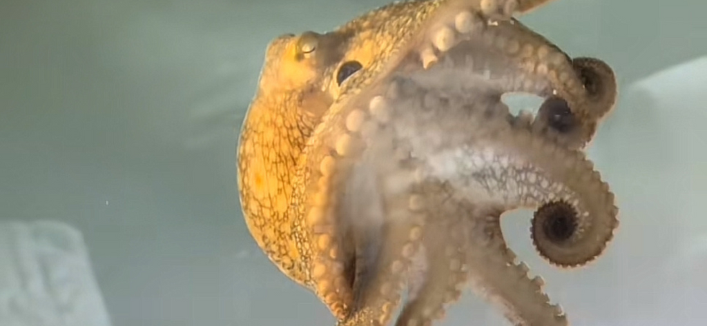 Terrance The Octopus Has TikTokers Diving In For Updates!