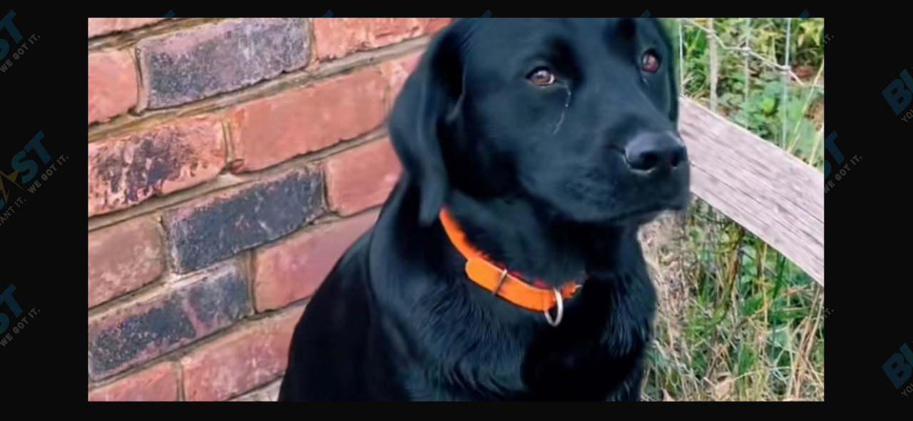 English Actor Jules Knight's Pup Is Sad And TikTok Is Concerned