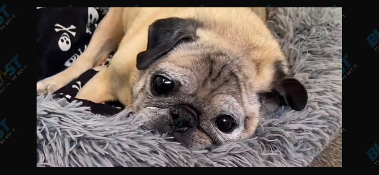TikTok Famous 'Bones Day' Pug, Noodle, Died In Owner's Arms
