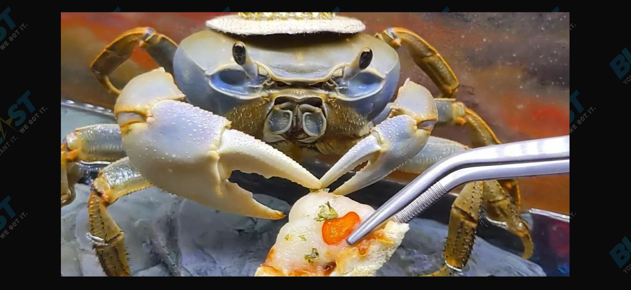 Howie the Crab Hasn't Molted But TikTokers Won't Give Up Hope!