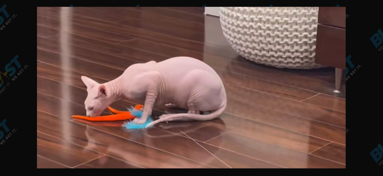 Nudacris Has A New Obsession (Other Than Being A Menace)!