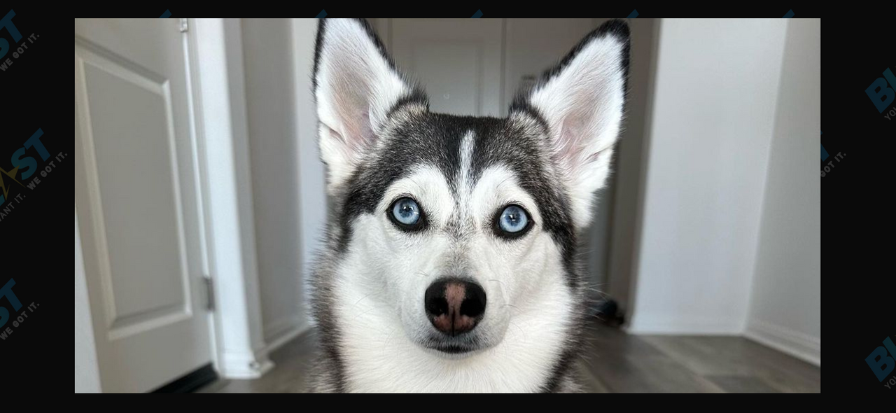 TikTok Famous Talking Pup Sapphie Excited To Become Big Sister